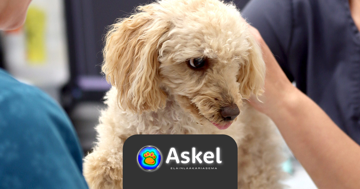 Henkilökunta - Eläinlääkäriasema Askel